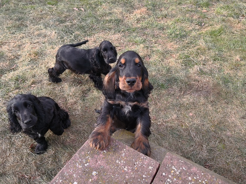 Vom Hof Sonnenschein - Startseite - Cocker Spaniel Züchter, Welpen in ...
